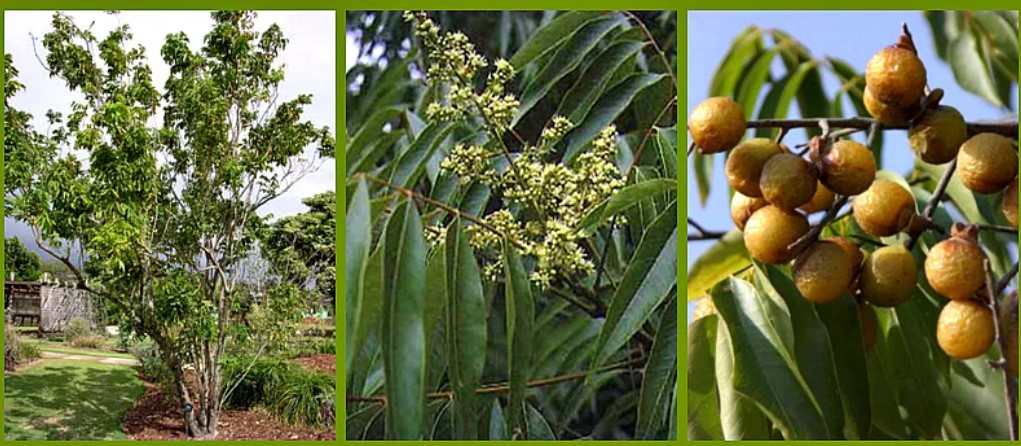 Par Indijas ziepju koka Ritha riekstiem - ERSAG Latvija